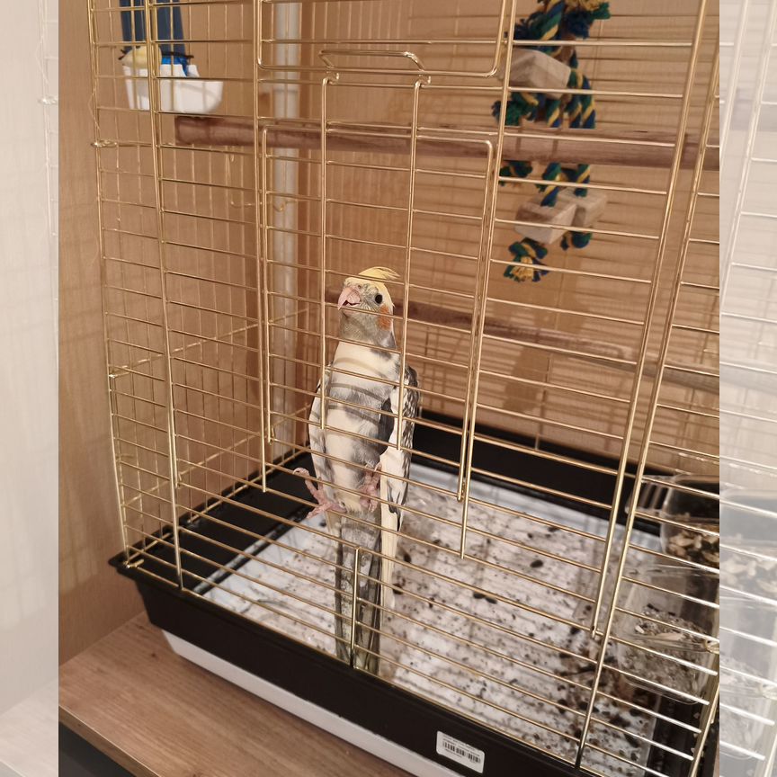 Попугай корелла с клеткой