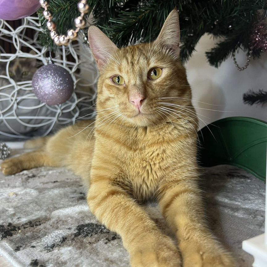 Котик ищет дом