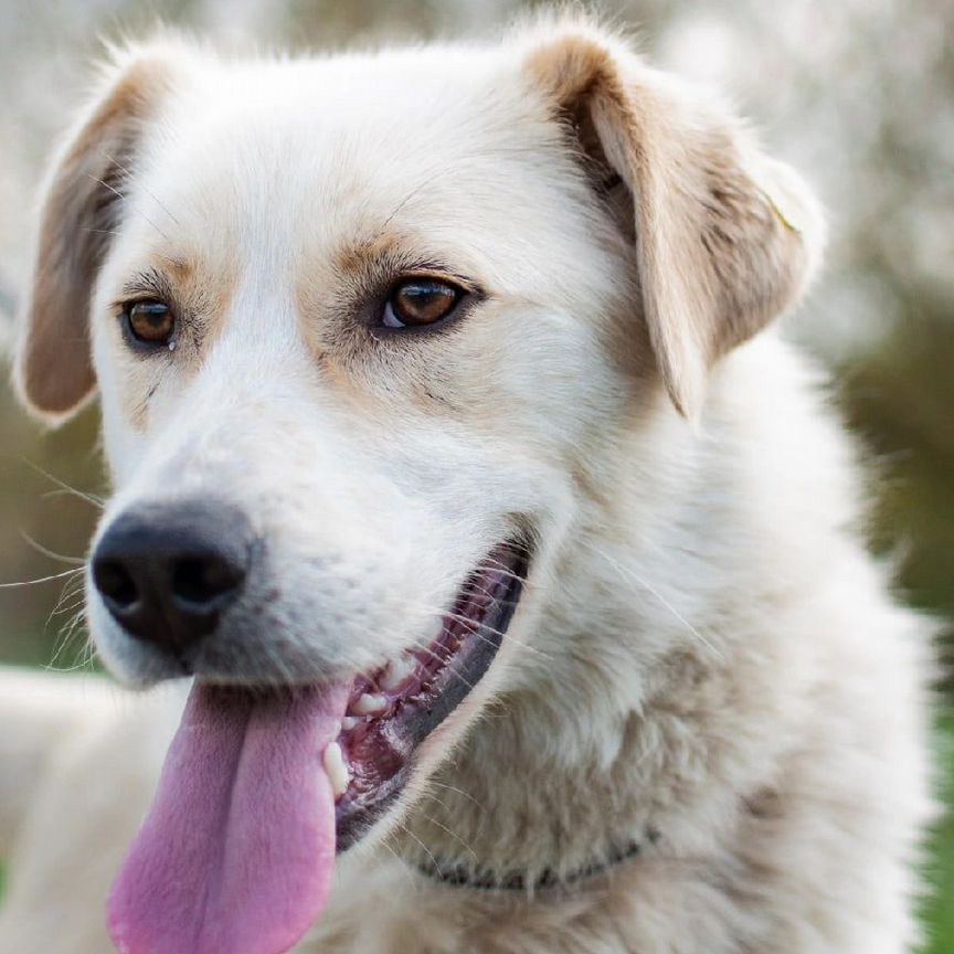 Собака из приюта бесплатно