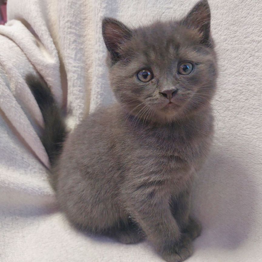 Британский длинношёрстный котёнок