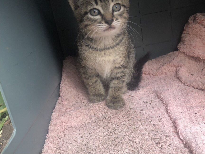 Кошки в добрые руки бесплатно