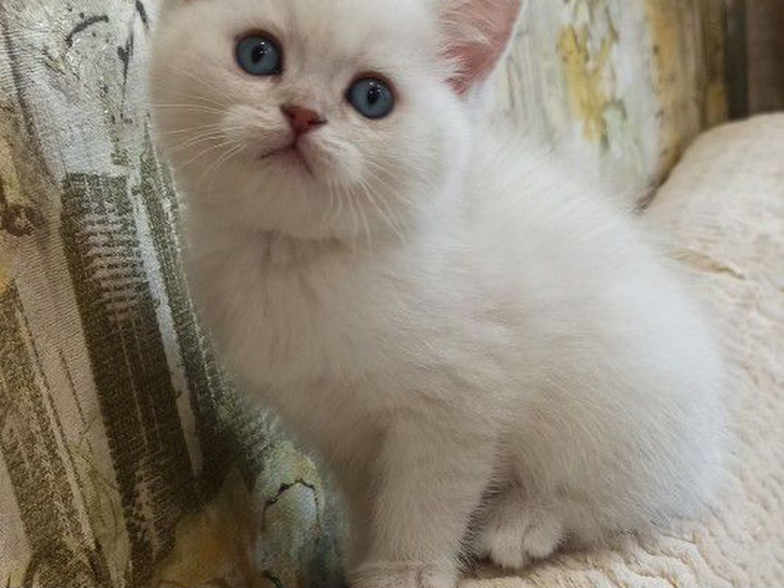 Британский котëнок