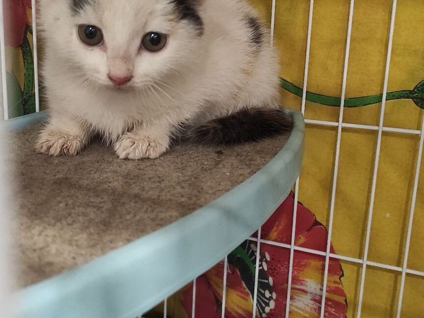 Котёнок 1,5-2 мес