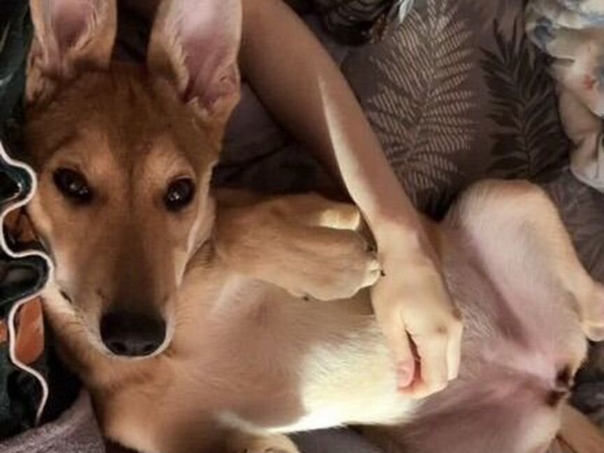 Собака в добрые руки отдам бесплатно