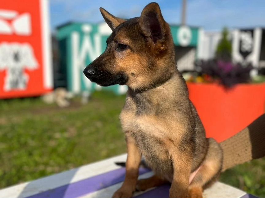 Милый щенок Тося ищет дом в добрые руки