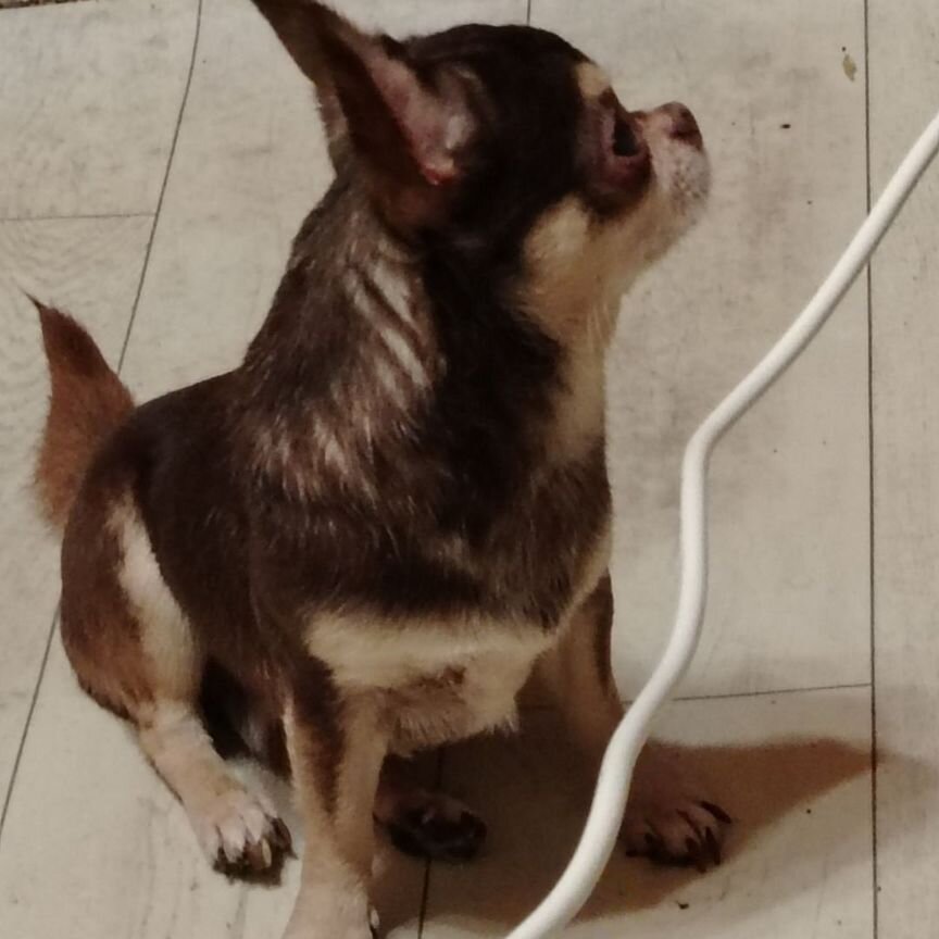 Чихуахуа, взрослый пёс