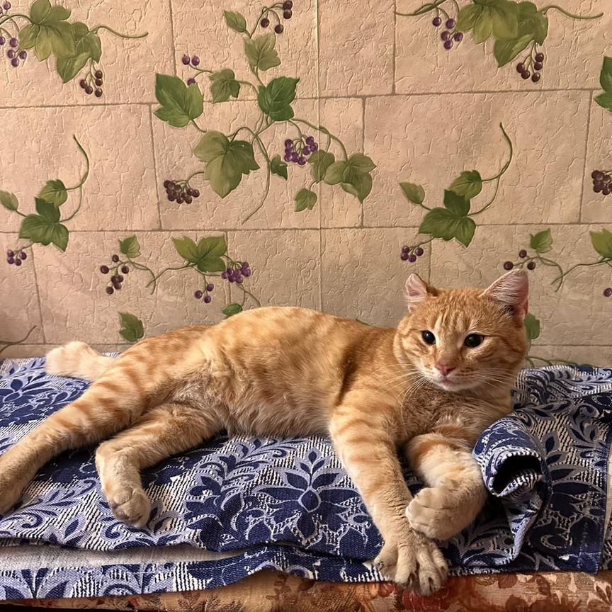 Рыжий кот Мося