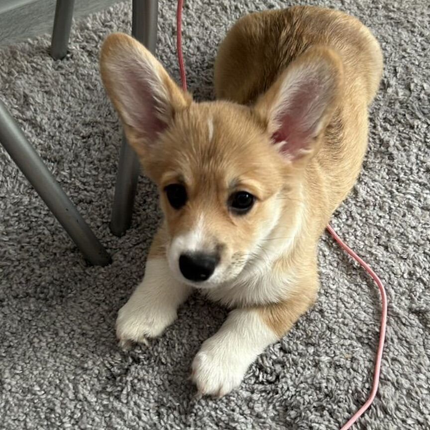 Вельш Корги Пемброк, щенок