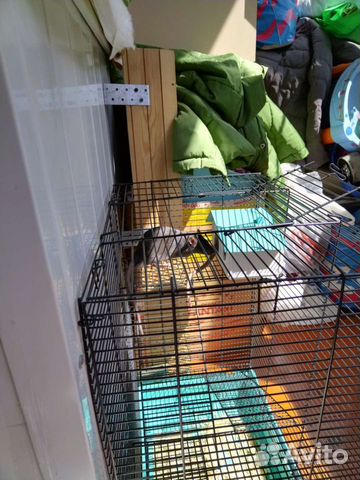 Крысёнок дамбо