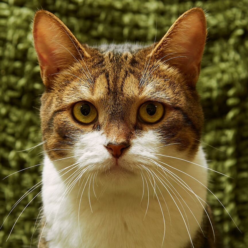 Бесплатно танцующий кот