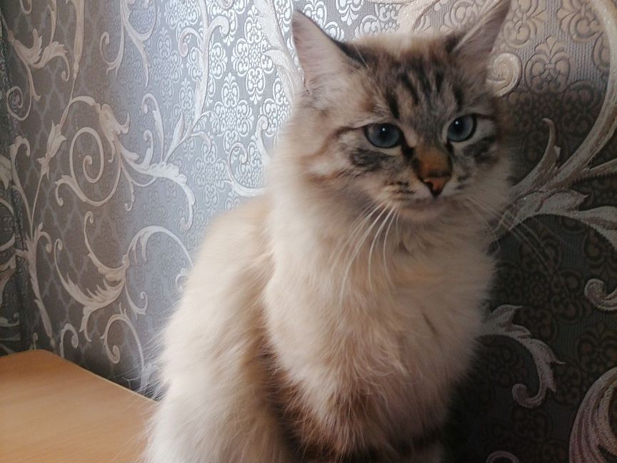 Кот