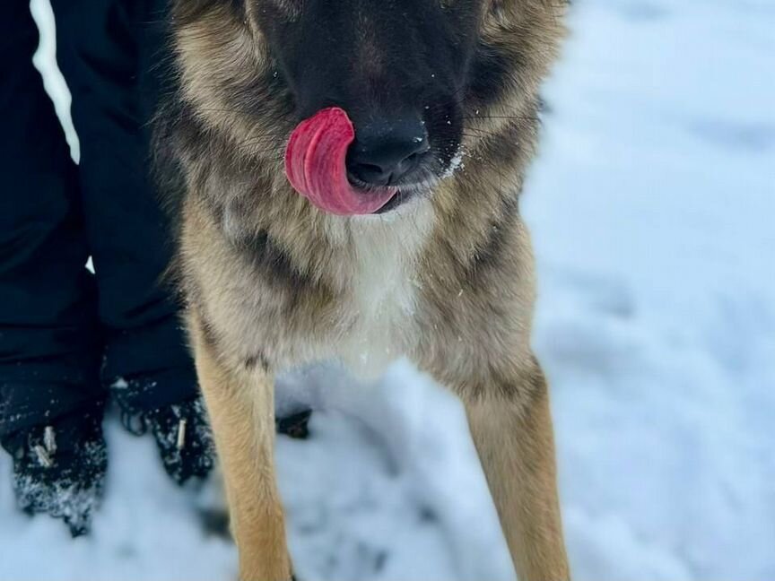 Собака Егор