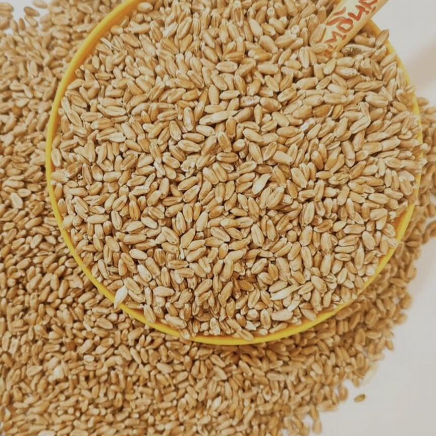 Пшеница ячмень