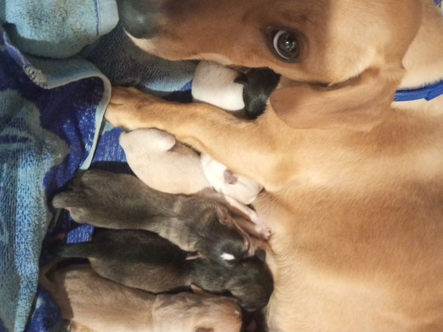 Щенок в добрые руки бесплатно