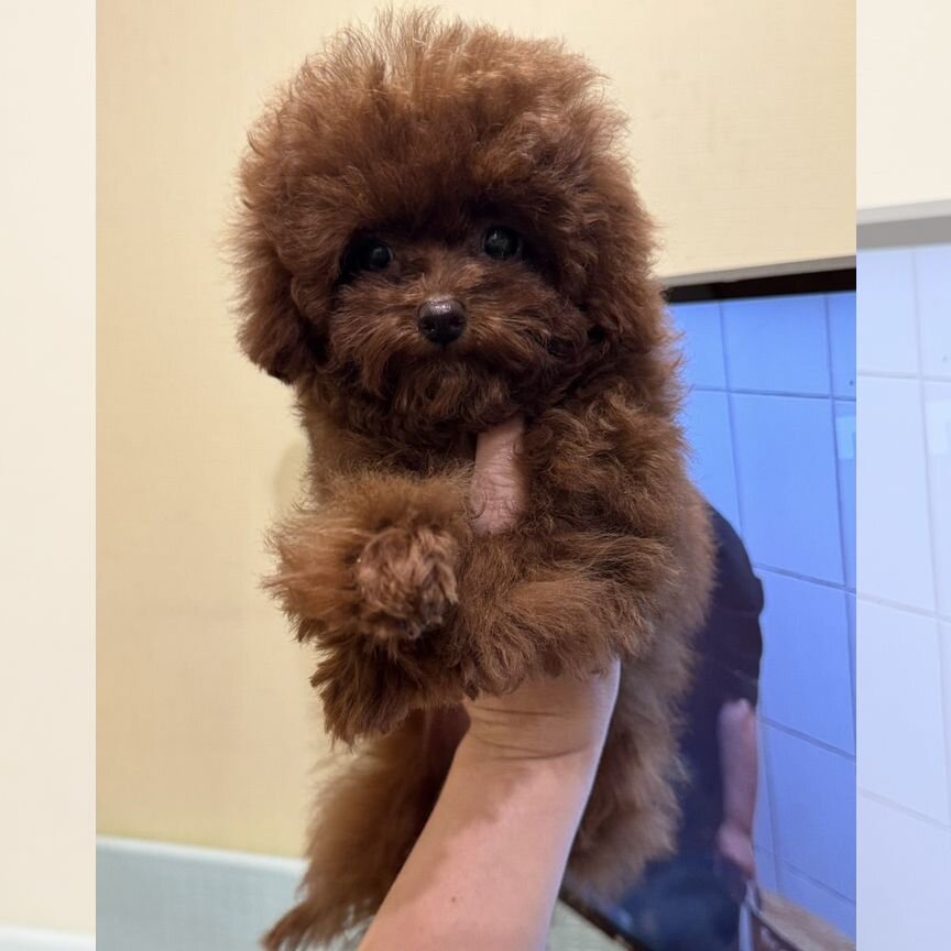 Той-пудель, щенок