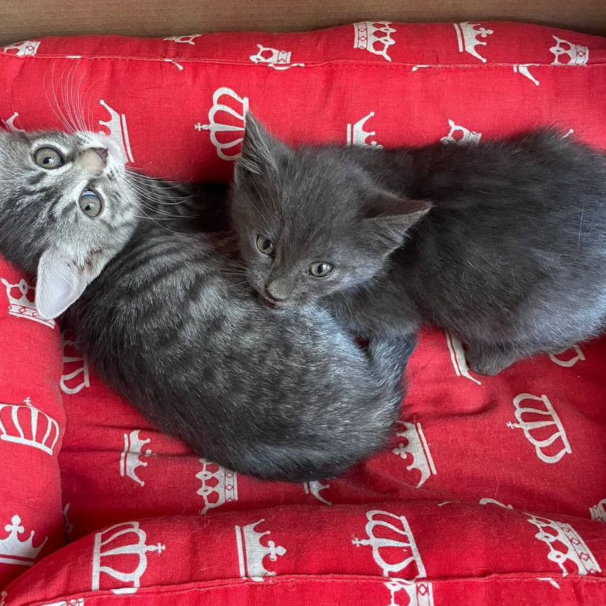 Котята 1.5 мес