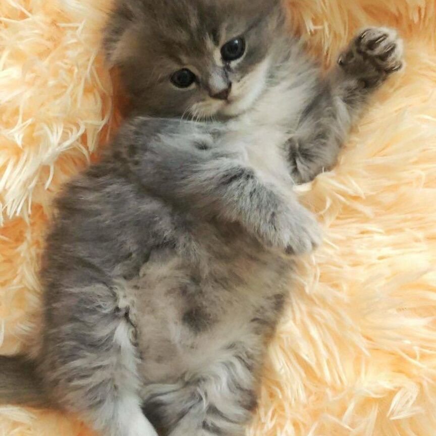 Шотландский вислоухий короткошёрстный котёнок