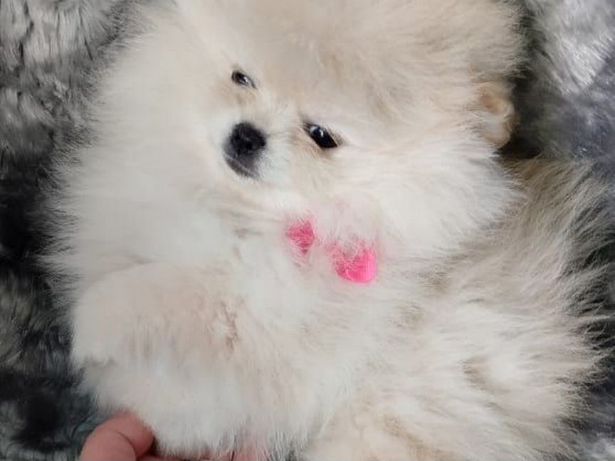 Померанский шпиц