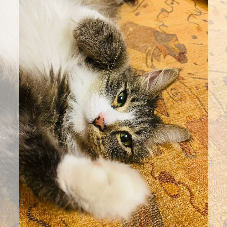 Взрослая, Девочка кошка в добрые руки