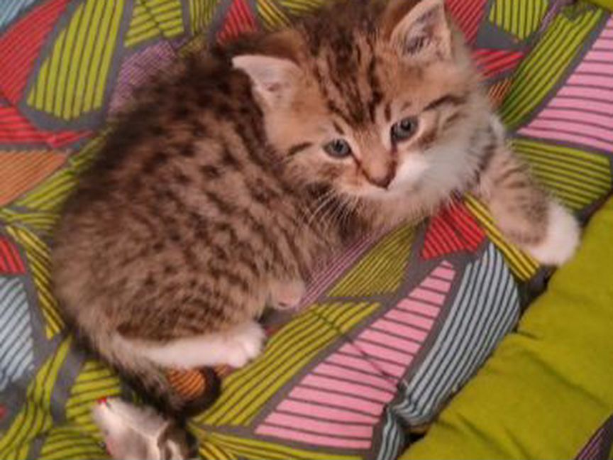 Котята в добрые руки