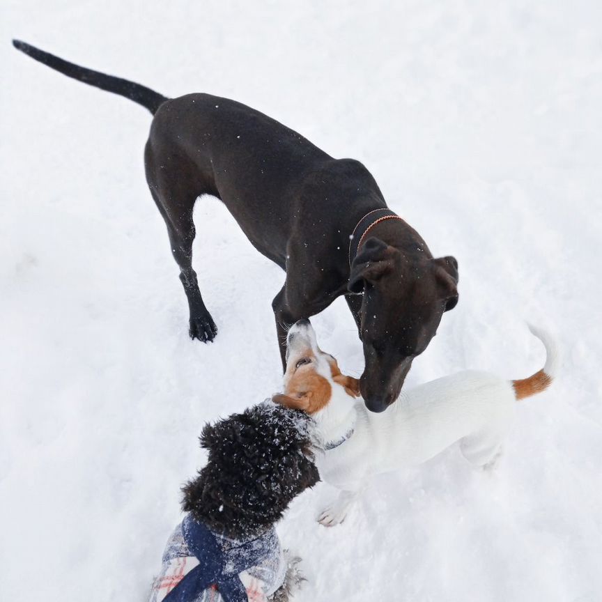 Джек-рассел-терьер, взрослая собака