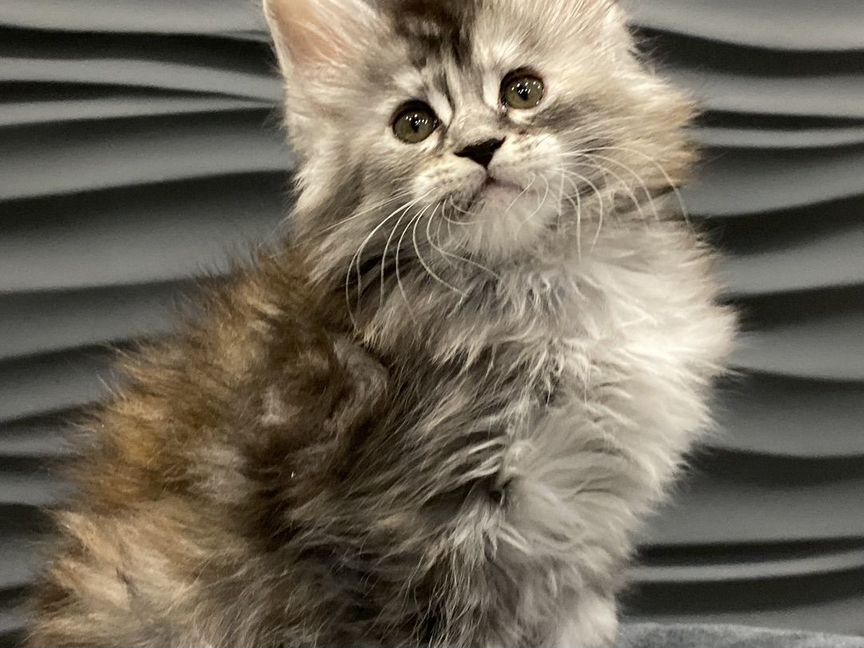 Кошечка Мейн Кун в breed