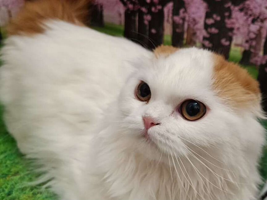Шотландская