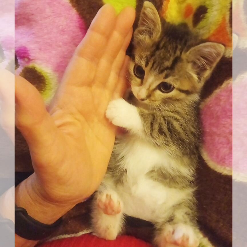 Счастье на ладошке ищет семью