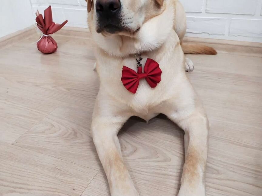 Украшения для собак