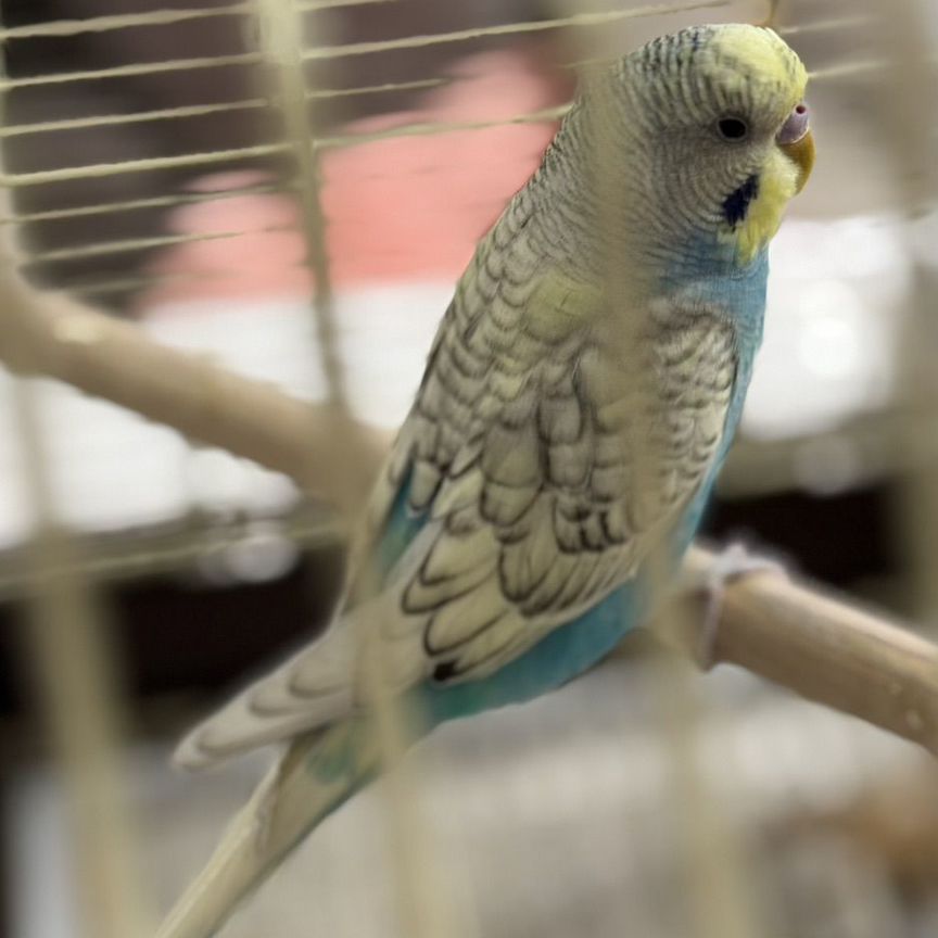 Волнистый попугай самец