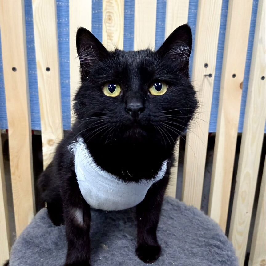 Долли - куколка