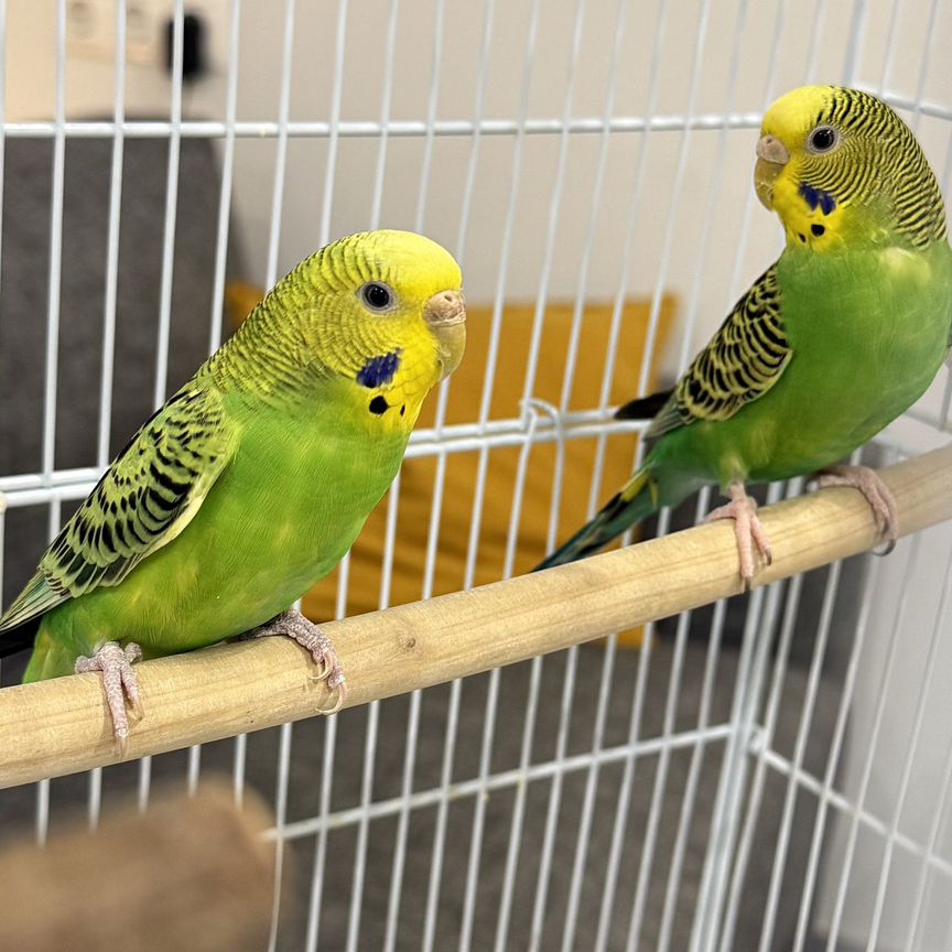 Волнистый попугай с клеткой