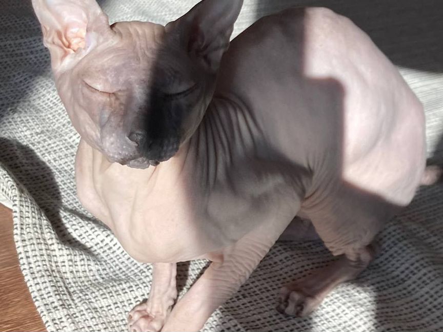 Канадский сфинкс