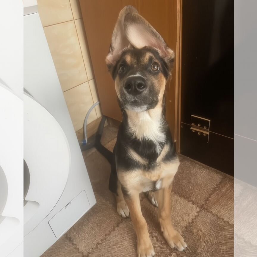 Немецкая овчарка, щенок