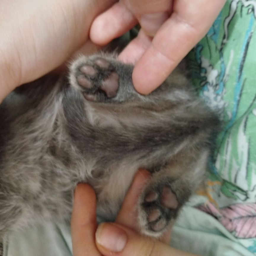 Котята с кисточками на ушах