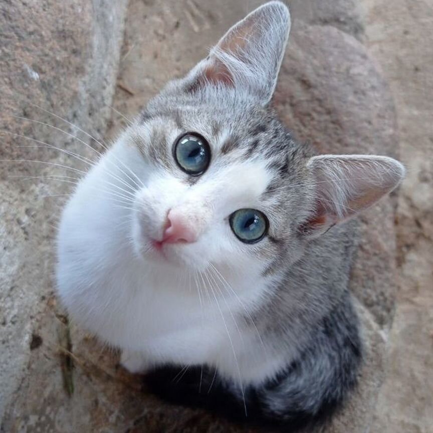 Красавец ищет дом