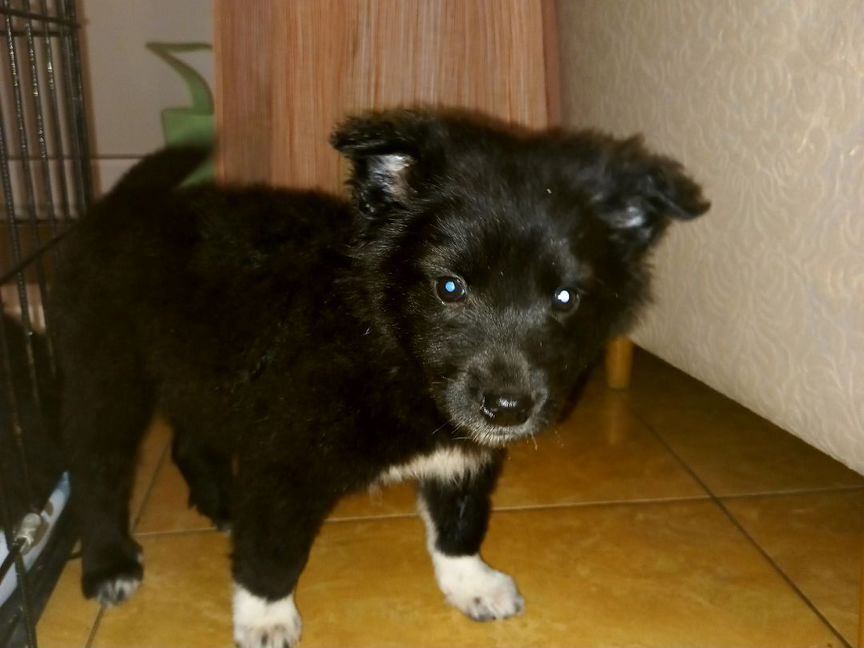 Мохнатик черныш ищет друга