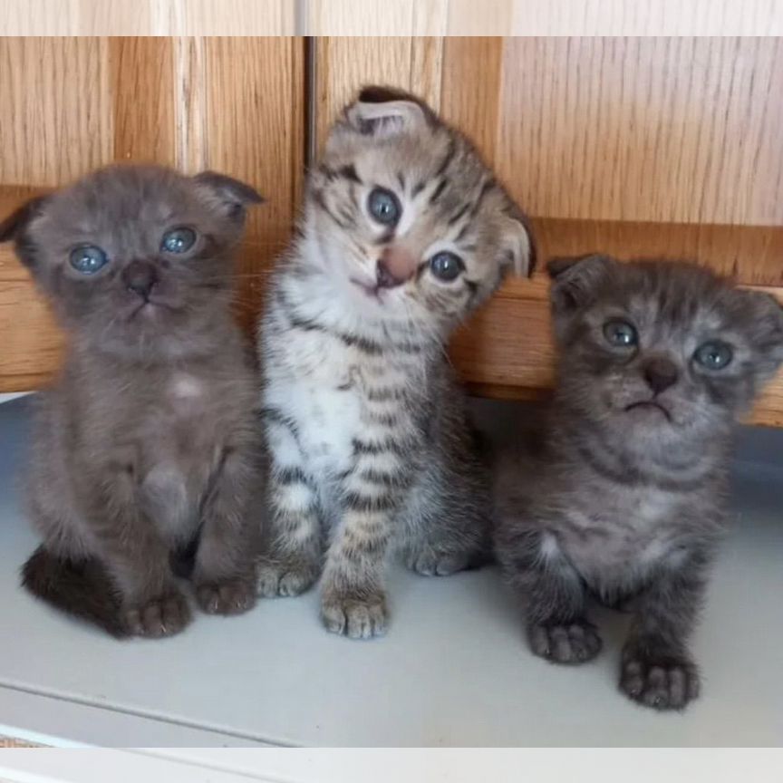 Шотландский вислоухий короткошёрстный котёнок