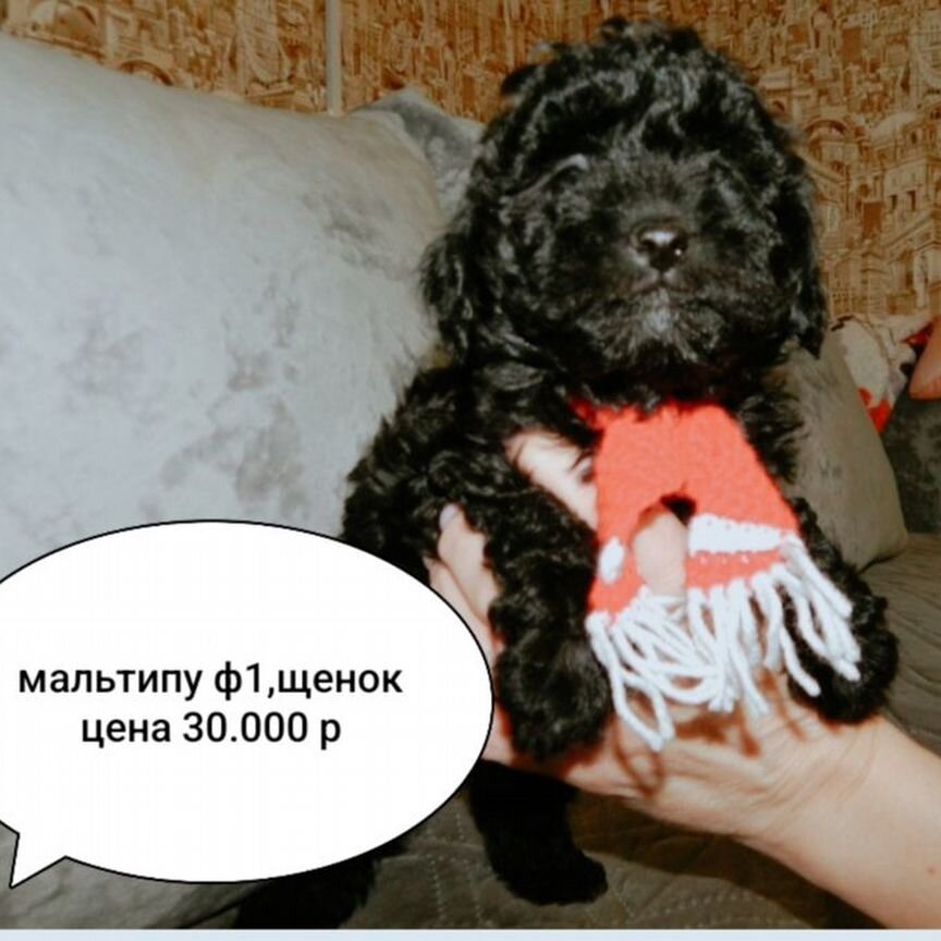 Щенок в добрые руки