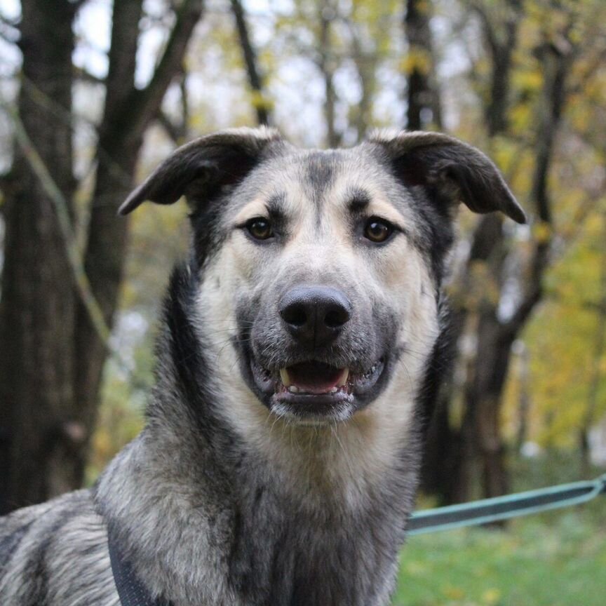 Милая собака из приюта хочет домой