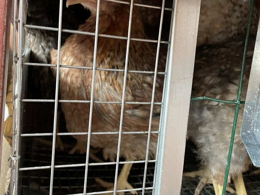 Подрощенные цыплята белефельдер