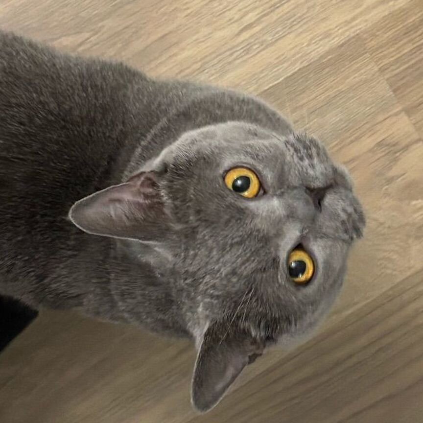 Британская короткошёрстная, взрослая кошка