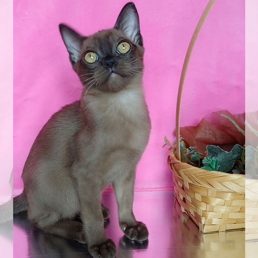 Европейский бурманский котёнок