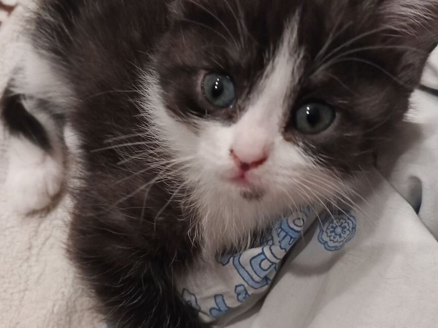 Котята в добрые руки бесплатно