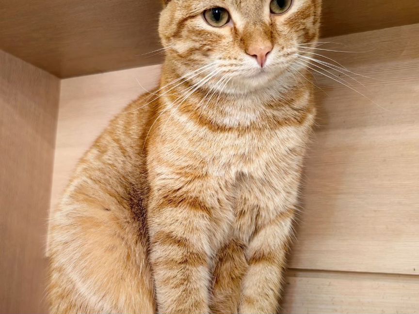 Котёнок