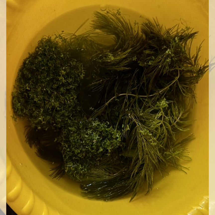 Отдам роголистник ряска