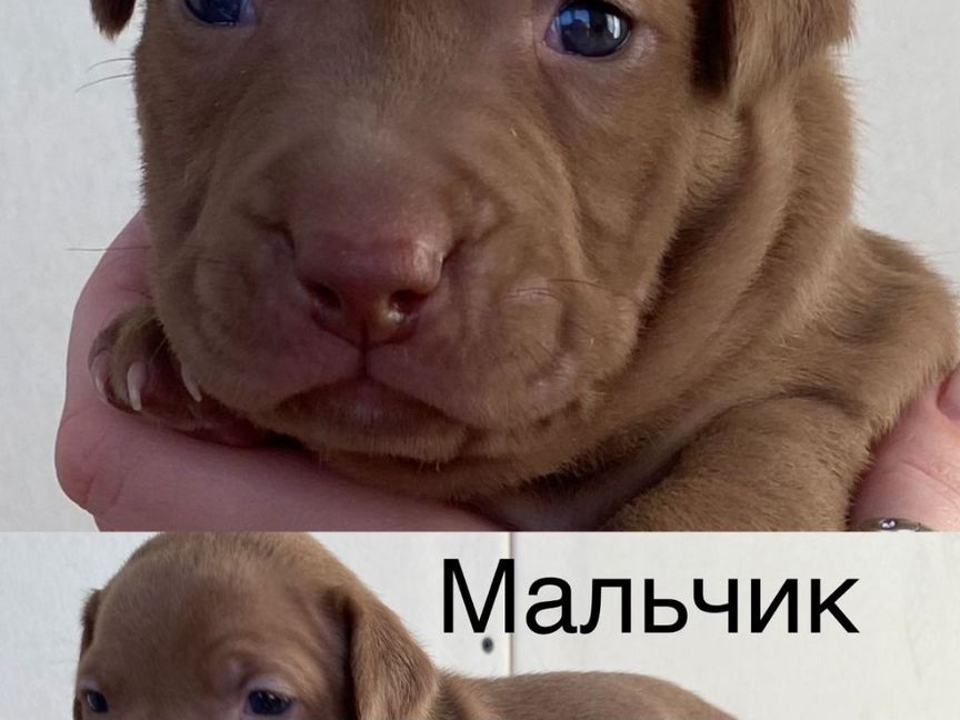 Щенки питбуля питомник