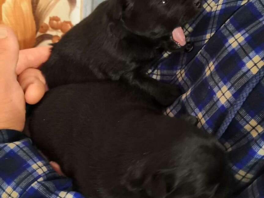 Щенки помесь