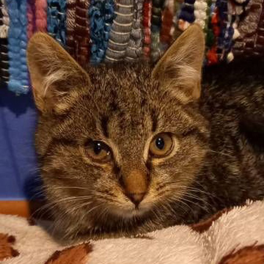 Отдам бесплатно котенка