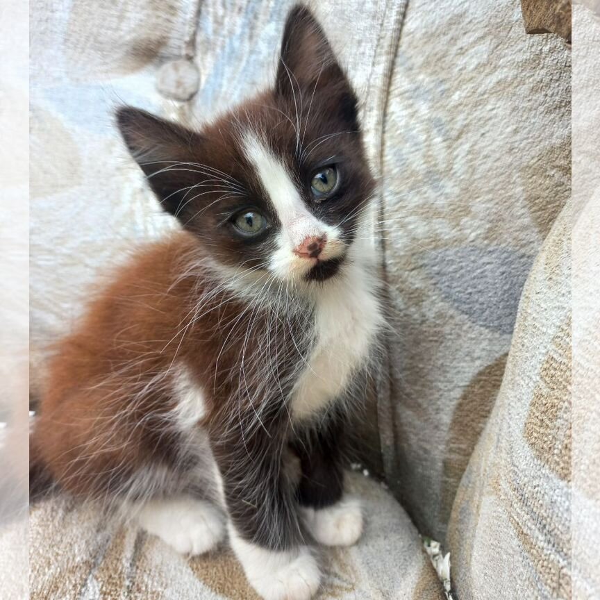 Отдам котенка мальчика в добрые руки